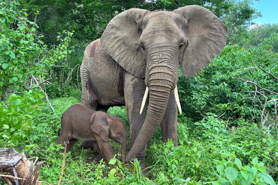 Animals | Our enchanting Umani babies, Lenny and Sulwe