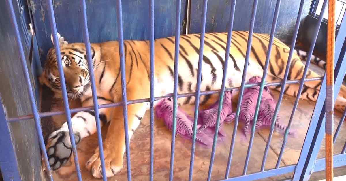 Animals | Tiger Gave Birth to 4 Cubs. Then The Vet Screamed In Shock ...