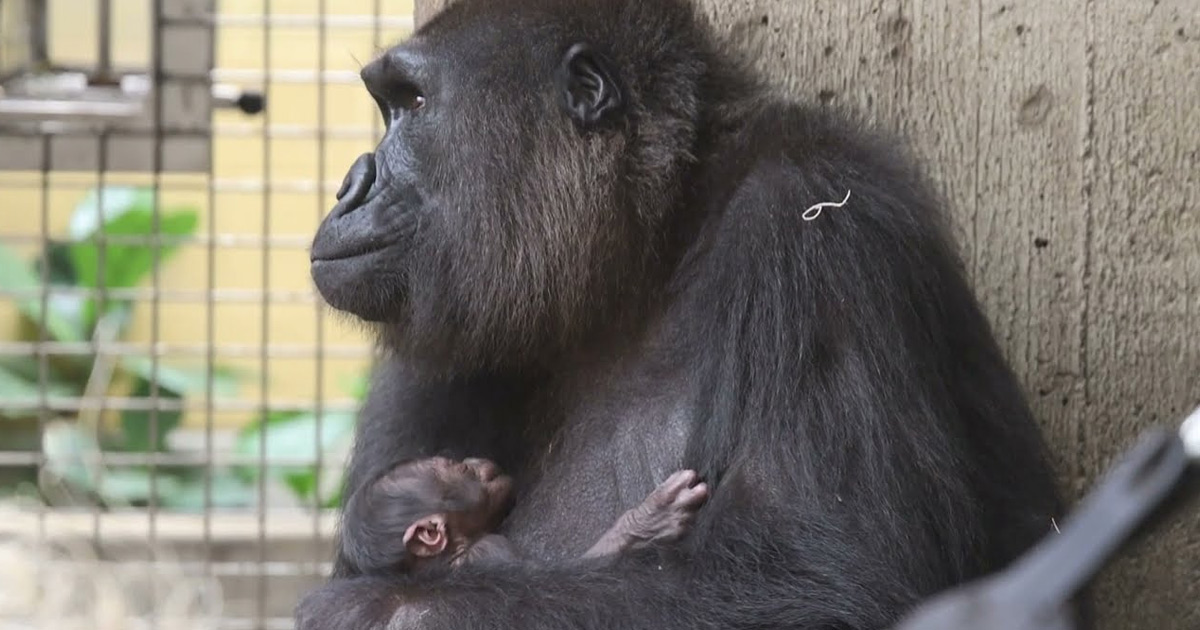 Animals | Baby Gorilla Makes Public Debut at Cleveland Metroparks Zoo ...