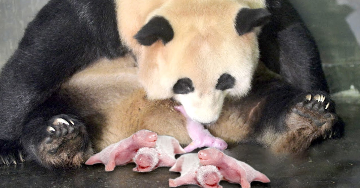 Animals | How Panda Giving Birth To Twin Cute Babies, Pandas normally ...