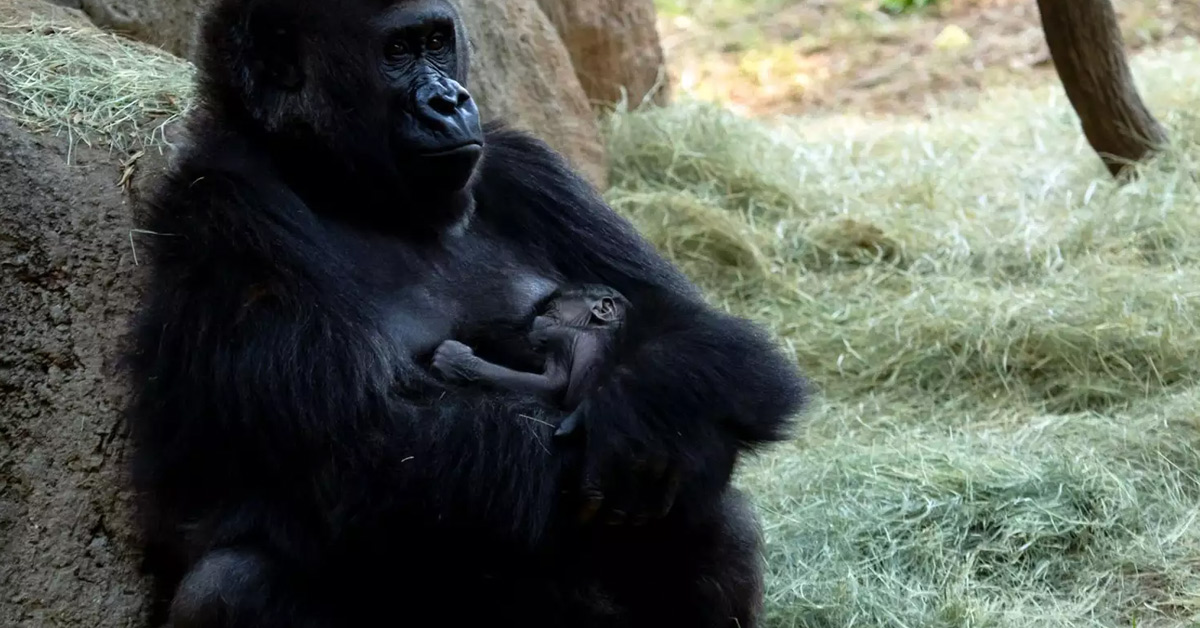 Animals | Hidden cameras capture birth of baby elephant at Zoo, Her own ...
