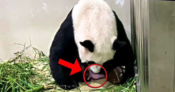 Animals | It's heartwarming! Panda Gives Birth, But When She Got Up ...
