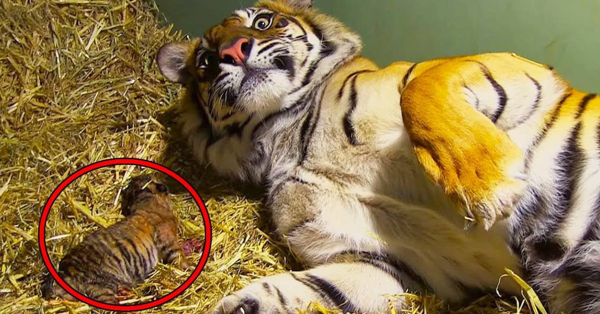 Animals | Zookeeper Put A Dead Tiger Cub Next to His Mama Tiger, Then A ...