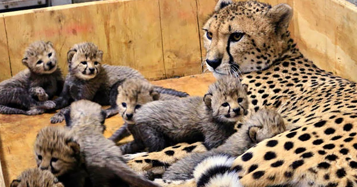 Animals | Leopard giving birth and nursing baby leopard in the zoo (VIDEO)