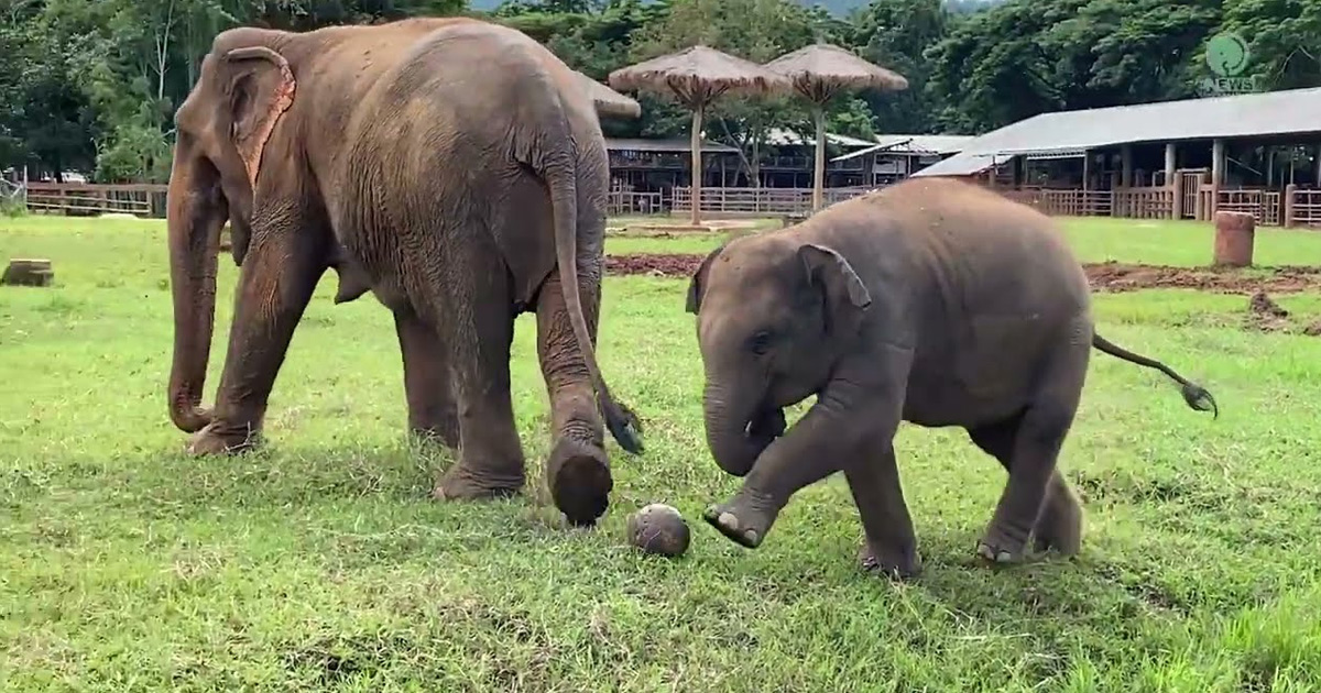 Animals | Baby Elephant “Lek Lek” Experience With Ball For The First ...