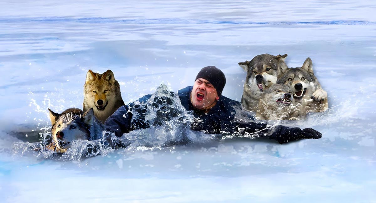 Animals | He Rescued The Wolves When They Got Trapped In Ice, But You ...
