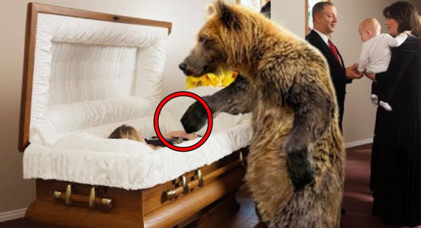 Animals | Tiger Gave Birth to a Dead Cub, Then Her Mother's Instincts ...