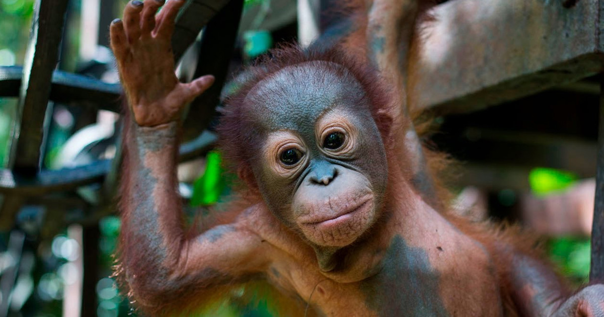 Animals | Meet Didik, A TINY Baby Orangutan Learns To Climb After Being ...