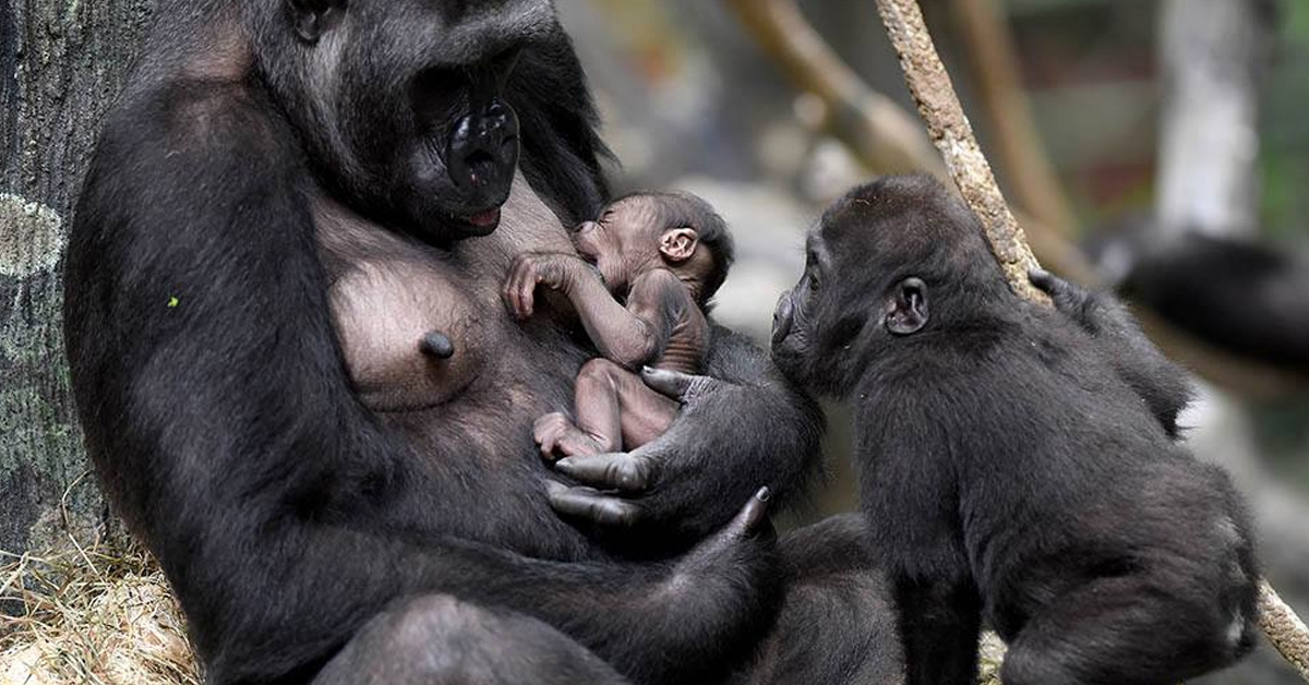 Animals | The Chicago Zoological Society, which operates Brookfield Zoo ...