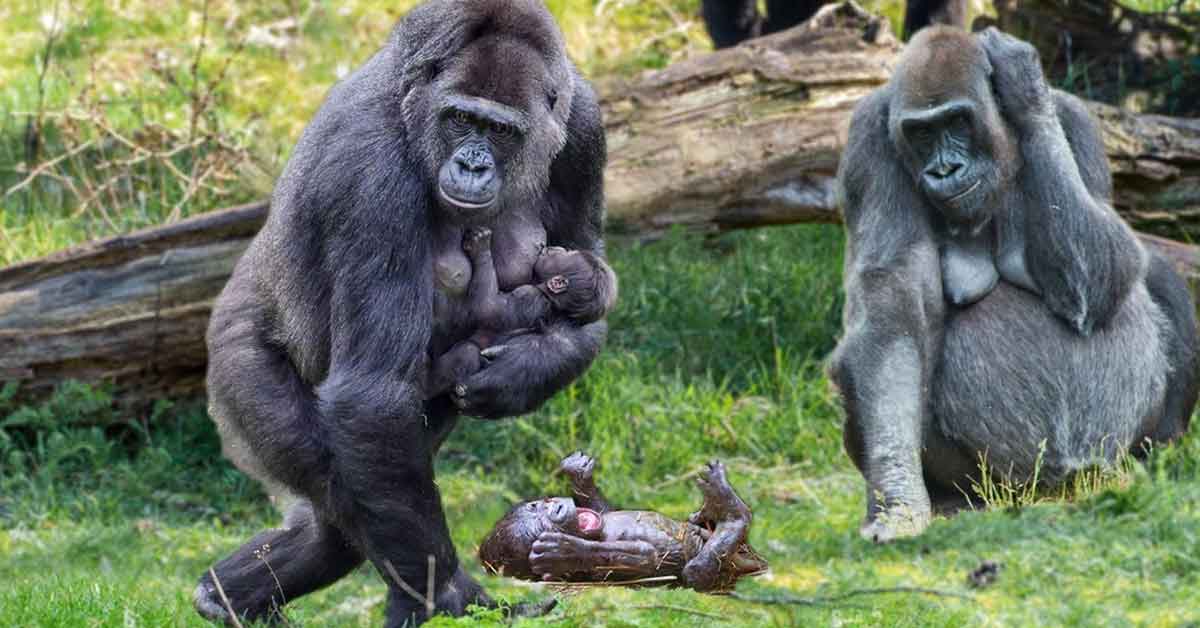 Animals | Gentle and playful they are with the littles, How Mountain ...