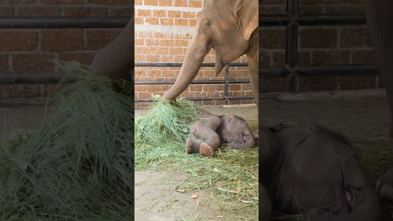 Animals | Mother elephant is taking care of her baby elephant while ...